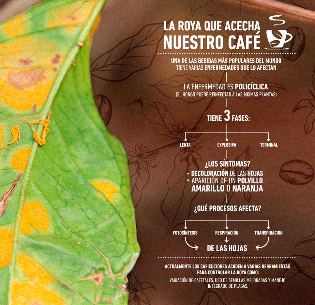 historia roya del café archivos - ABC Plaguicidas: Control de plagas ...