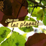 ¿Qué son las plagas? - ABC Plaguicidas